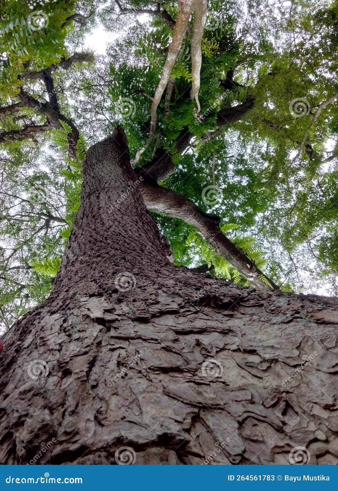 Take Shelter Under a Big Tree Stock Image - Image of tree, shelter ...