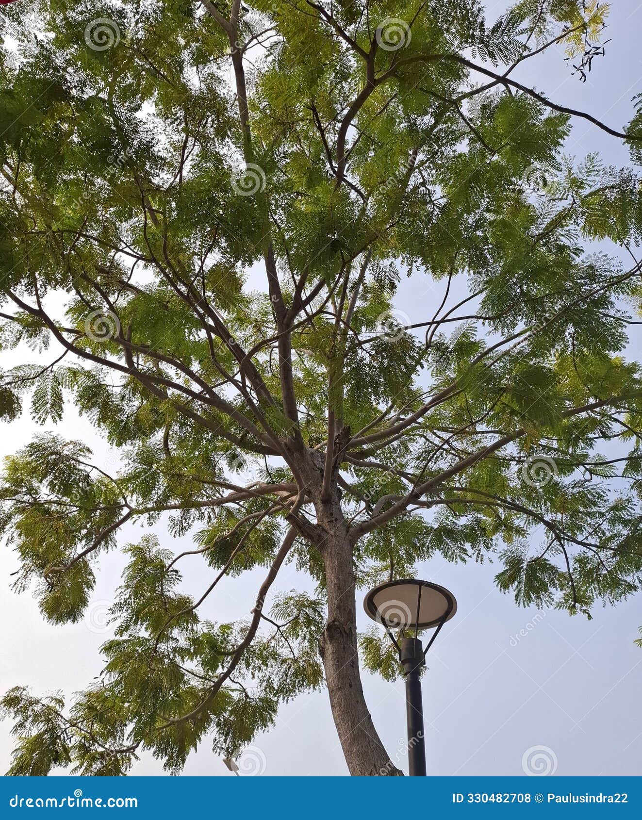 Take Shelter Under a Green Tree. Stock Photo - Image of shelter, green ...