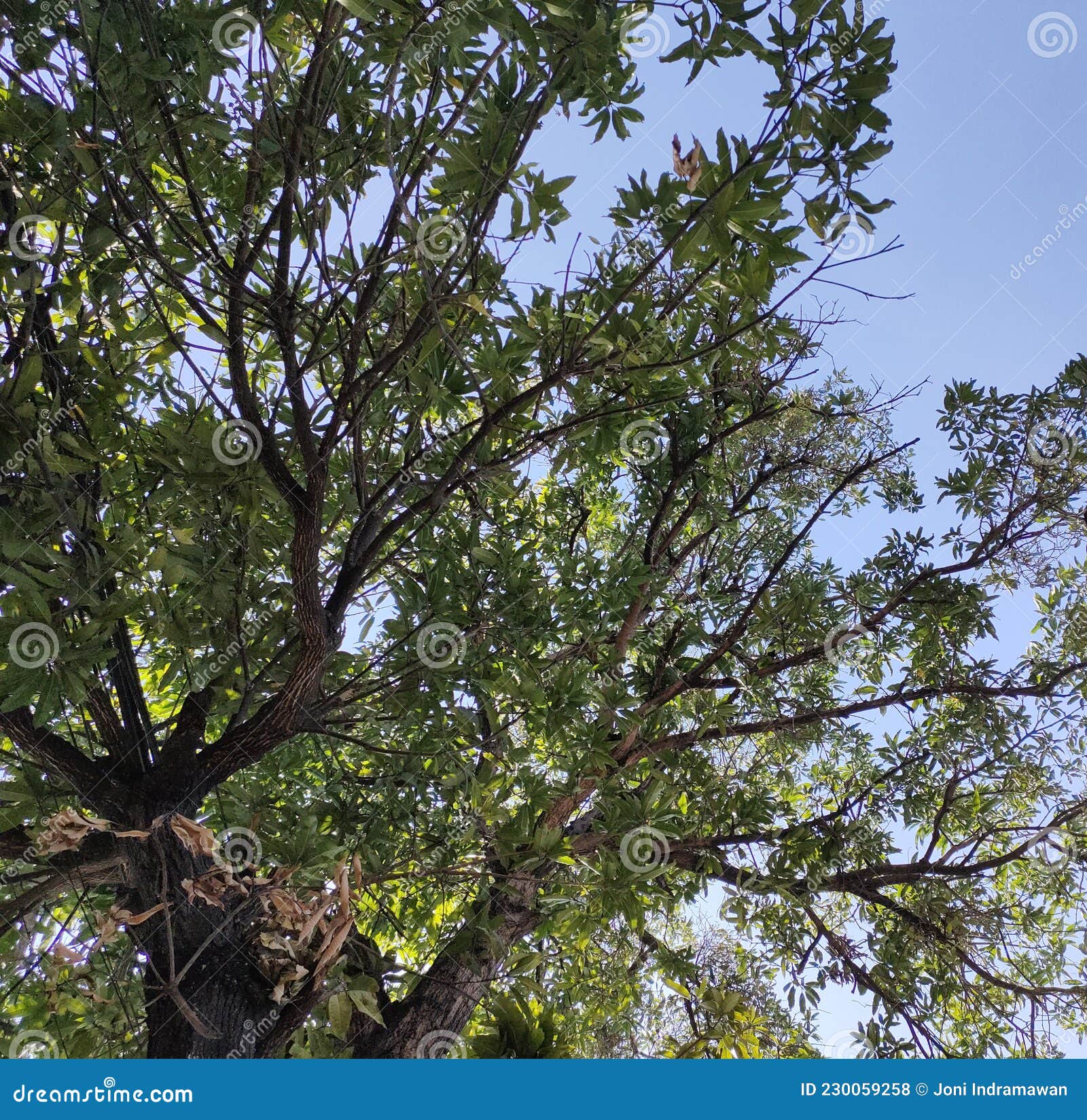 Take Shelter Under the Mango Tree Stock Photo - Image of shelter, tree ...