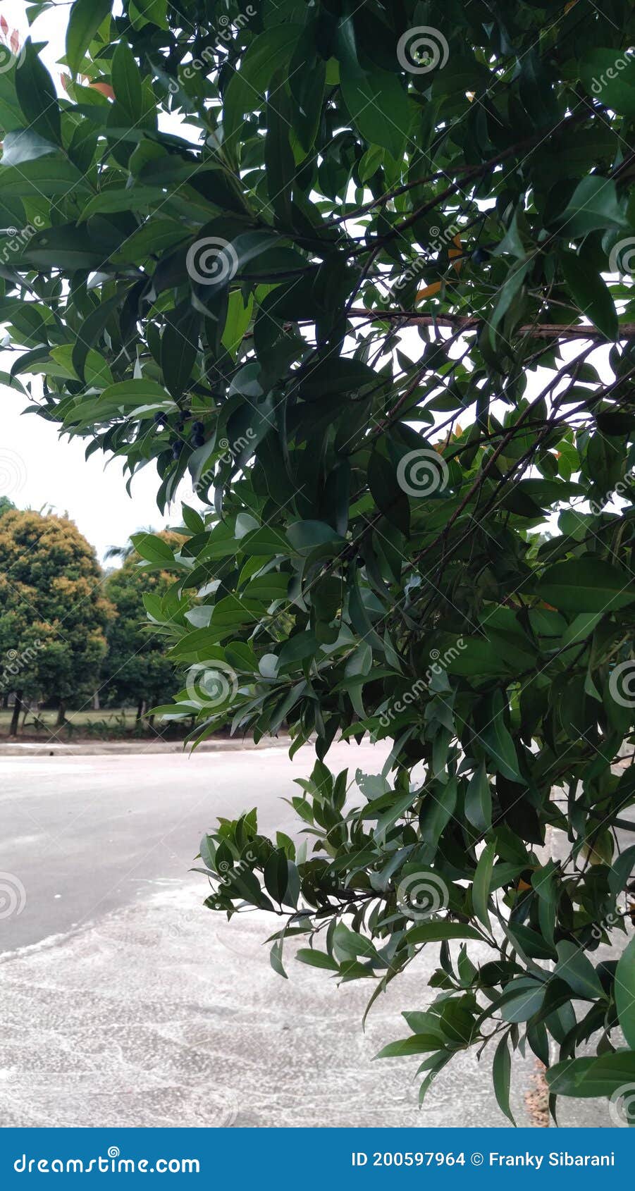 Take Shelter Under a Shady Tree Stock Photo - Image of vegetation ...