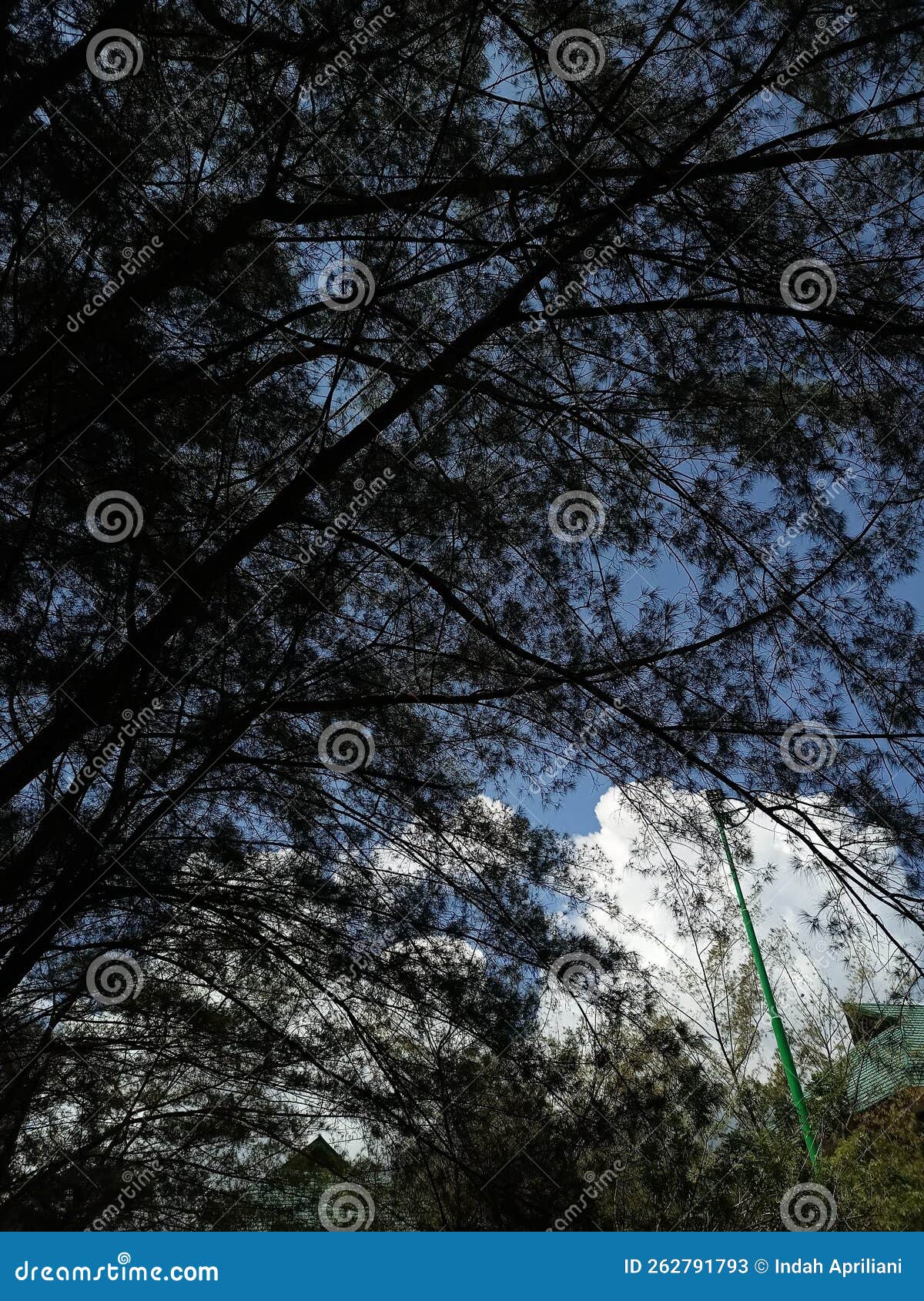Take Shelter Under A Shady Tree Stock Image | CartoonDealer.com #262791793