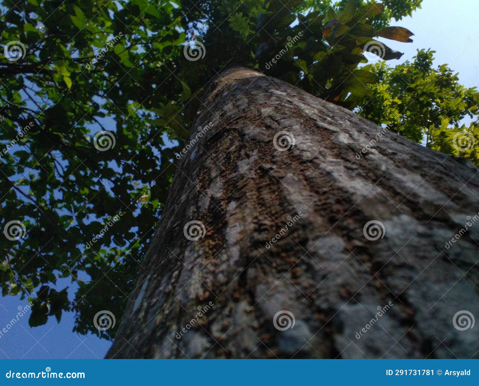 Take Shelter Under a Shady Tree Stock Image - Image of shelter, shady ...