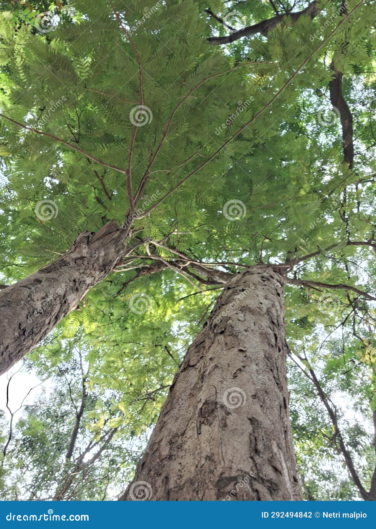 Take Shelter Under a Shady Tree during the Day Located on the Island of ...