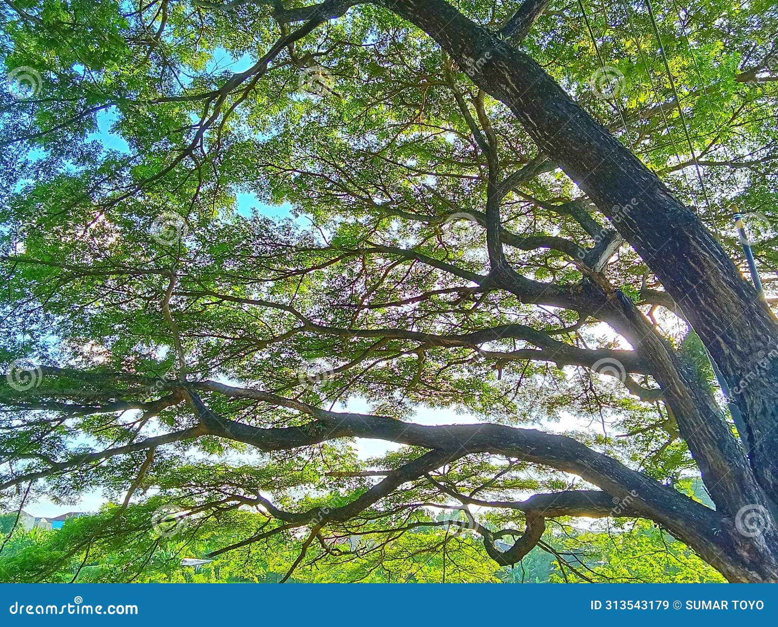 Take Shelter Under a Shady Tree Stock Image - Image of green, freshness ...