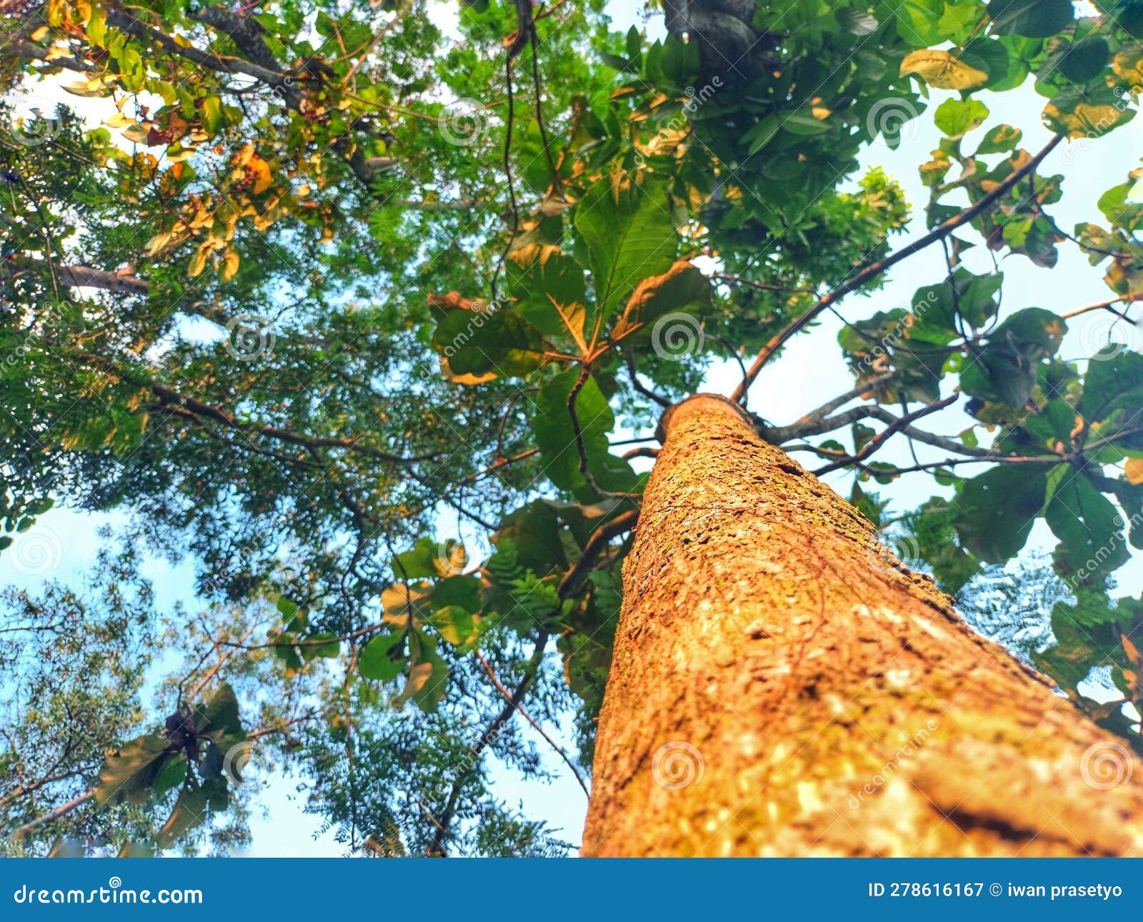 Take shelter under a tree stock image. Image of forest - 278616167