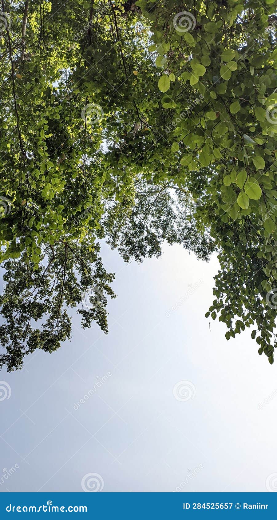 Take shelter under a tree stock image. Image of view - 284525657