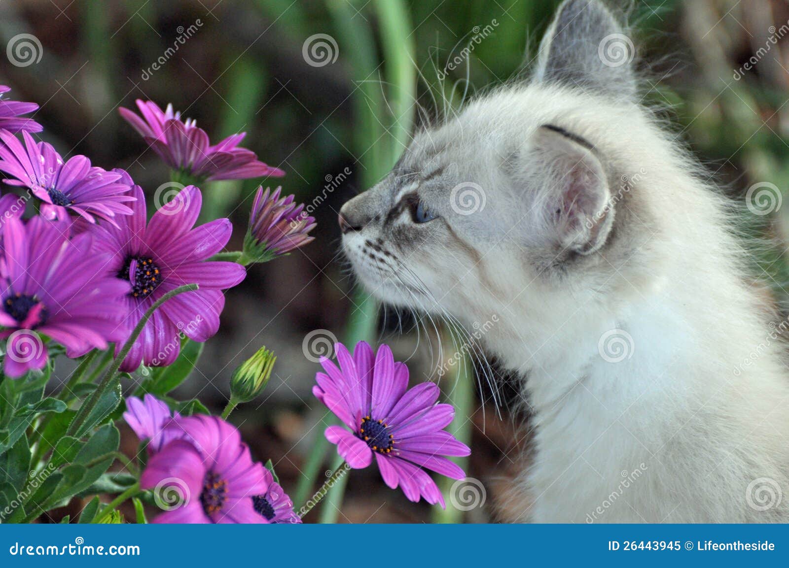 Take Time To Smell the Flowers Stock Image - Image of color, flowers ...