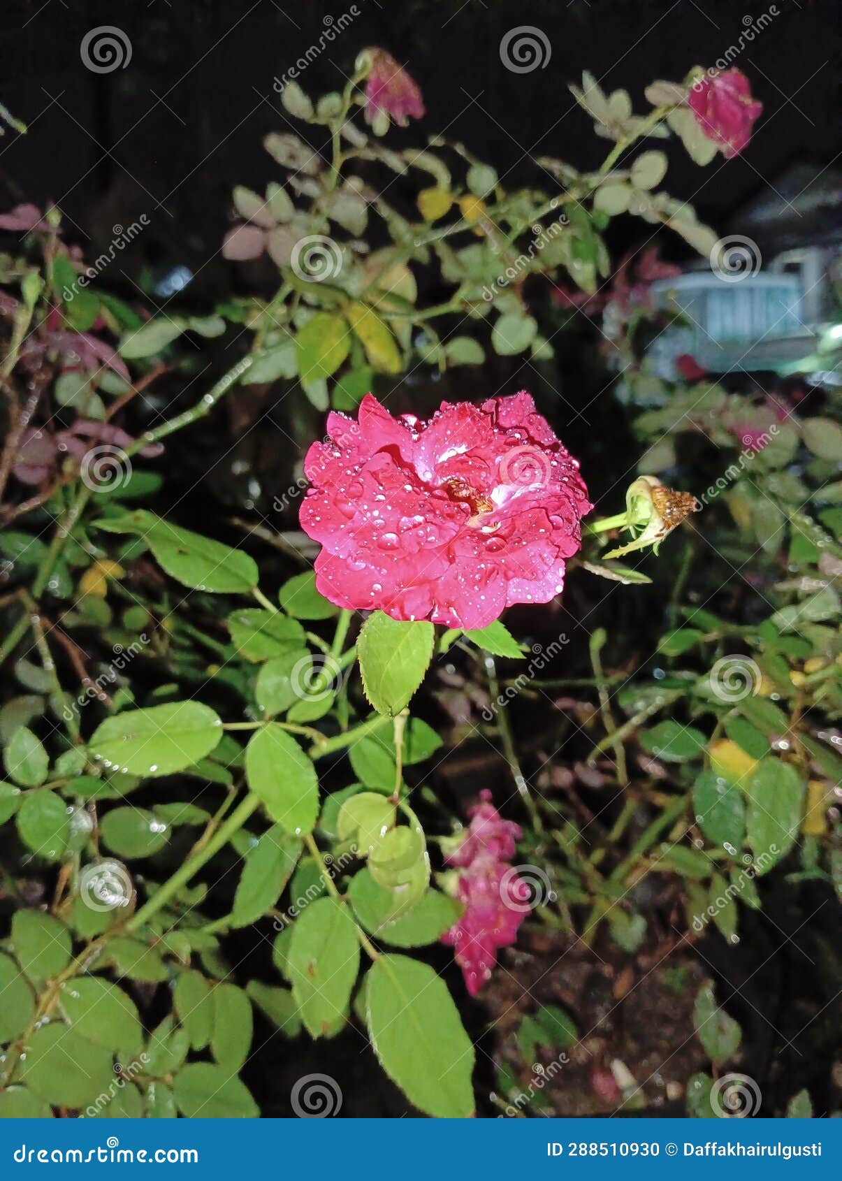 Take Time To Smell the Roses. Stock Photo - Image of dark, time: 288510930