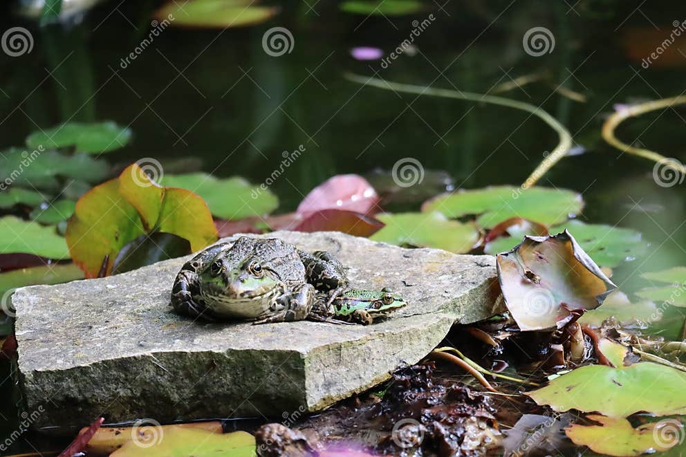 Take under the Wing stock image. Image of frog, differences - 321719557