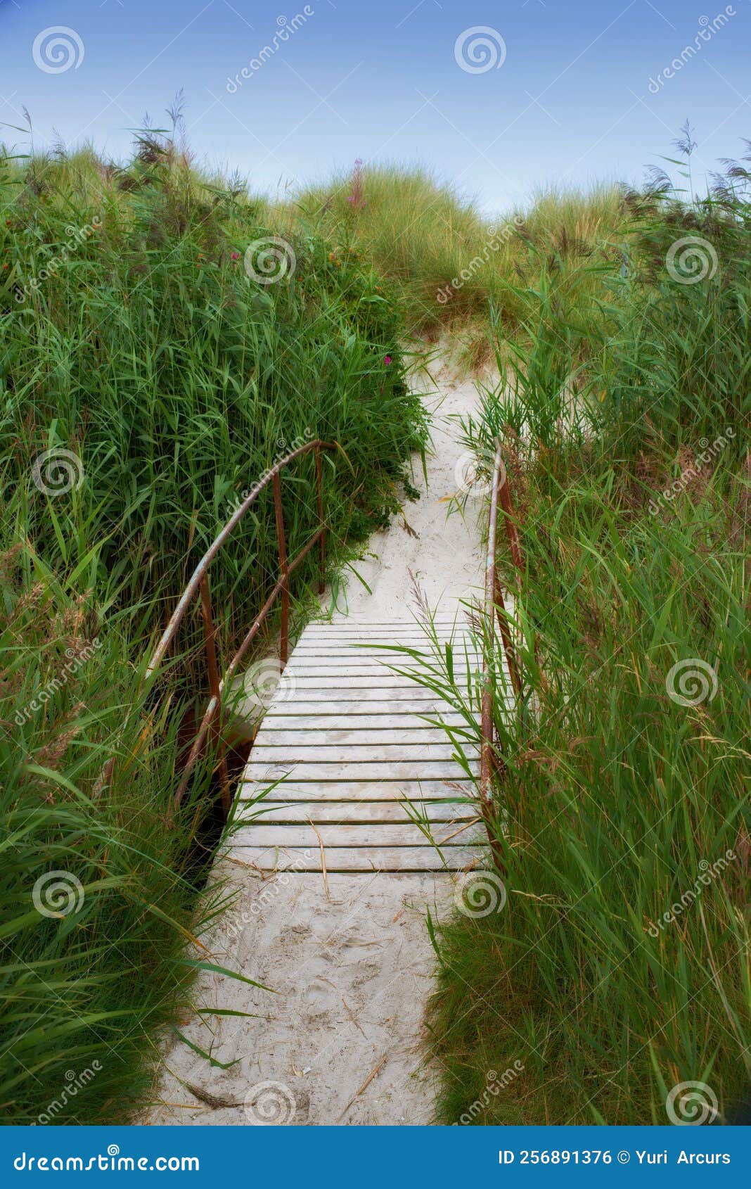 Take a Walk through Nature. a Wooden Bridge of a Stream. Stock Photo ...