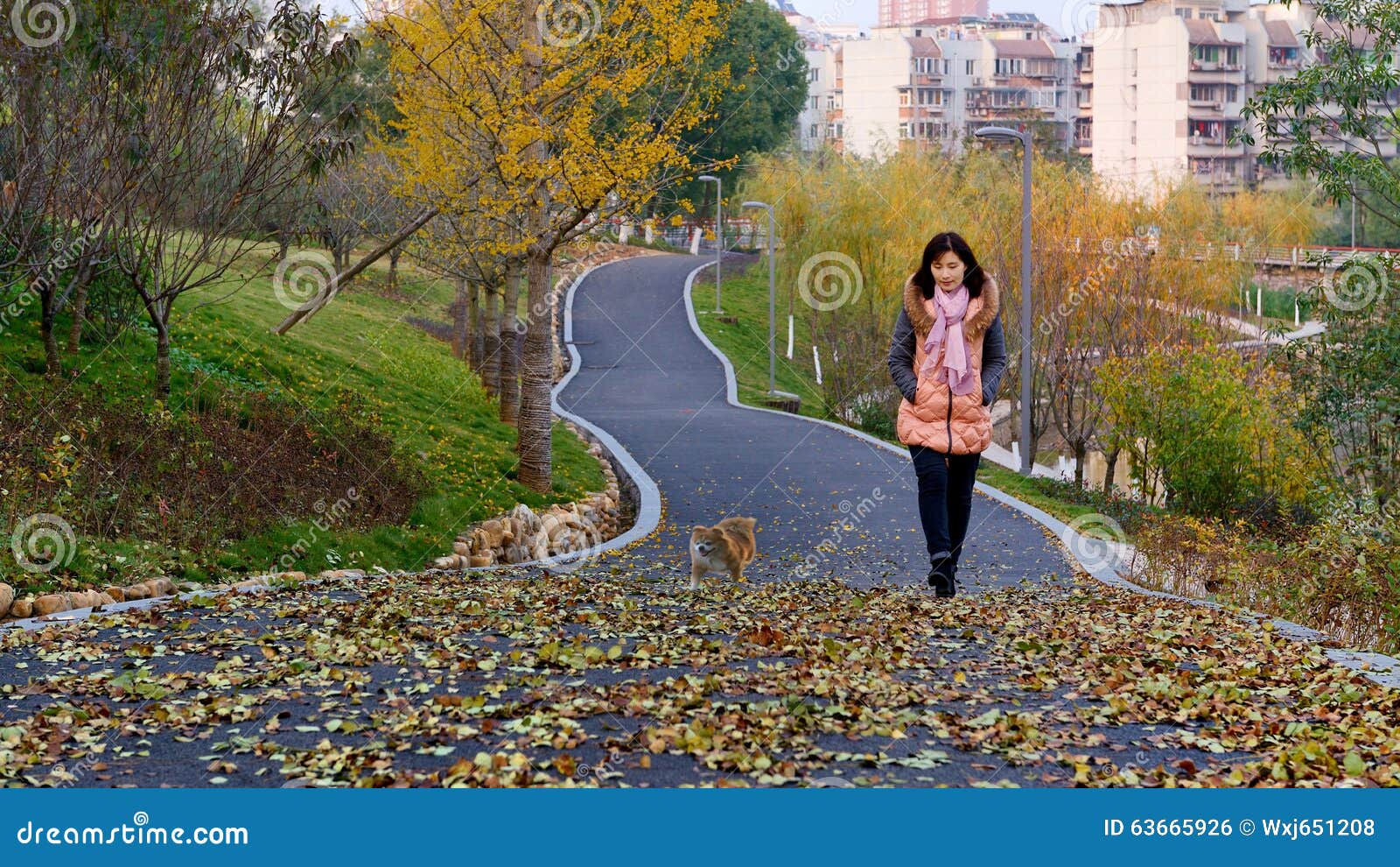 Take a walk stock photo. Image of ginkgo, walk, china - 63665926