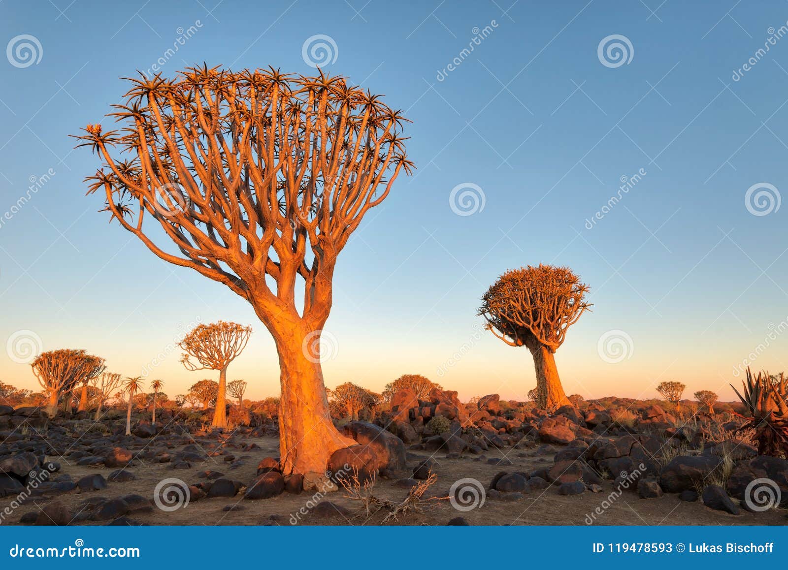 Quiver Tree Forest in Southern Namibia Taken in January 2018 Stock ...