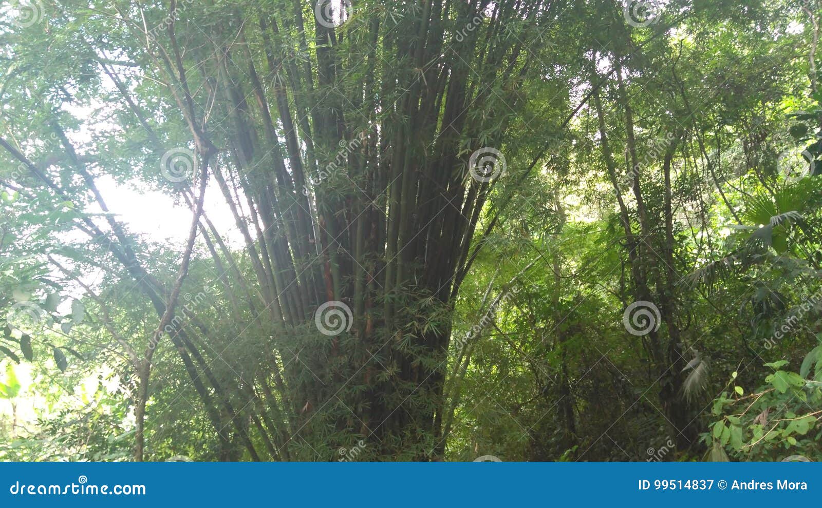 Plants and Trees from Colombia Stock Image - Image of rainforest ...