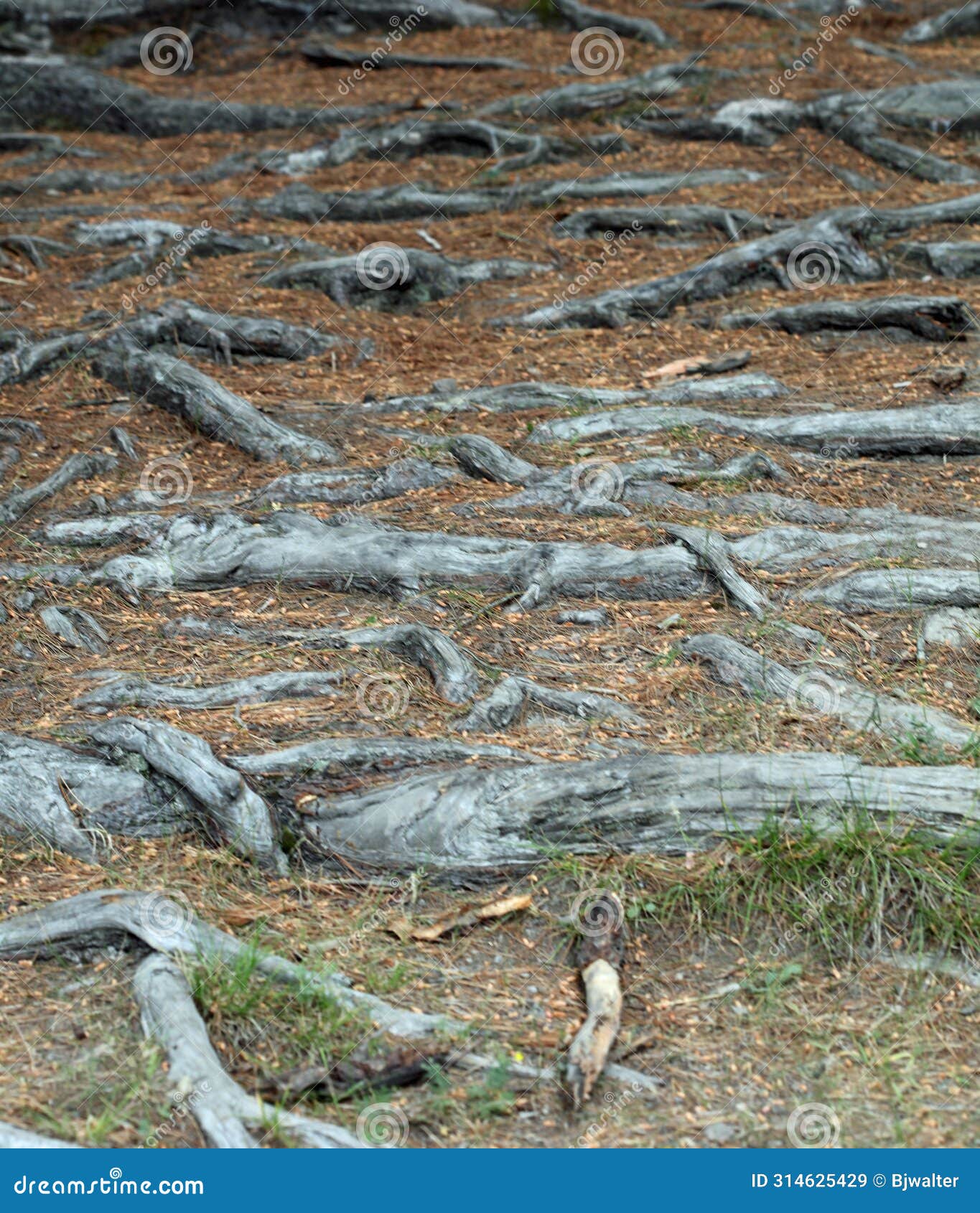 Taken for the Interesting Pattern, Many Tree Roots Sticking Out of the ...