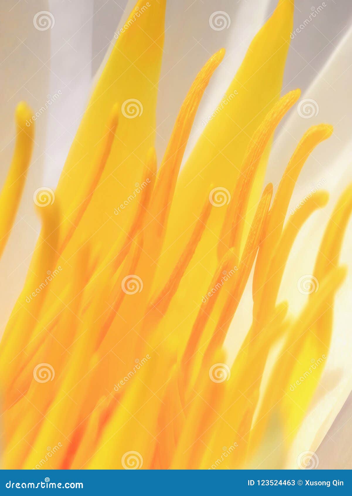 Lotus Core stock image. Image of fresh, petal, natural - 123524463