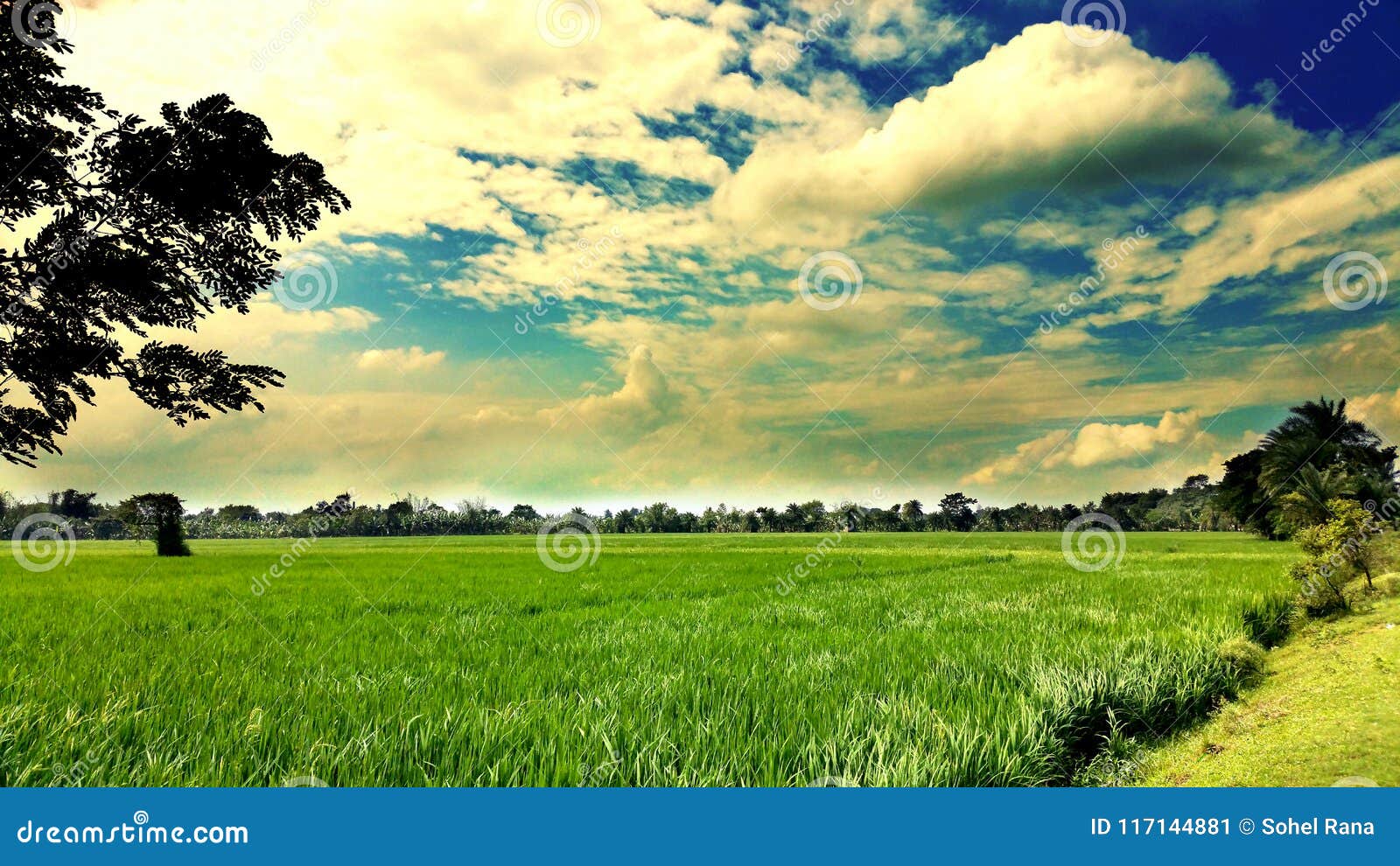 PADDY FIELD NEW HD stock image. Image of shadow, blue - 117144881