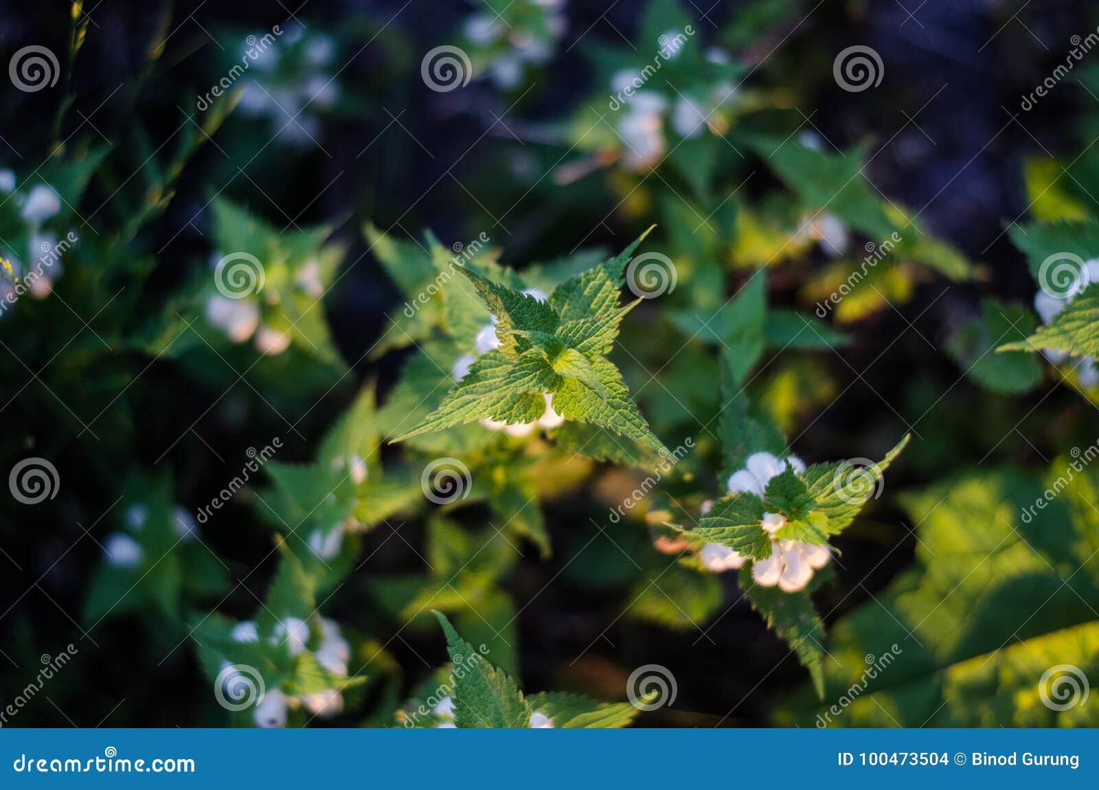 New life in Spring. stock photo. Image of hard, amazing - 100473504