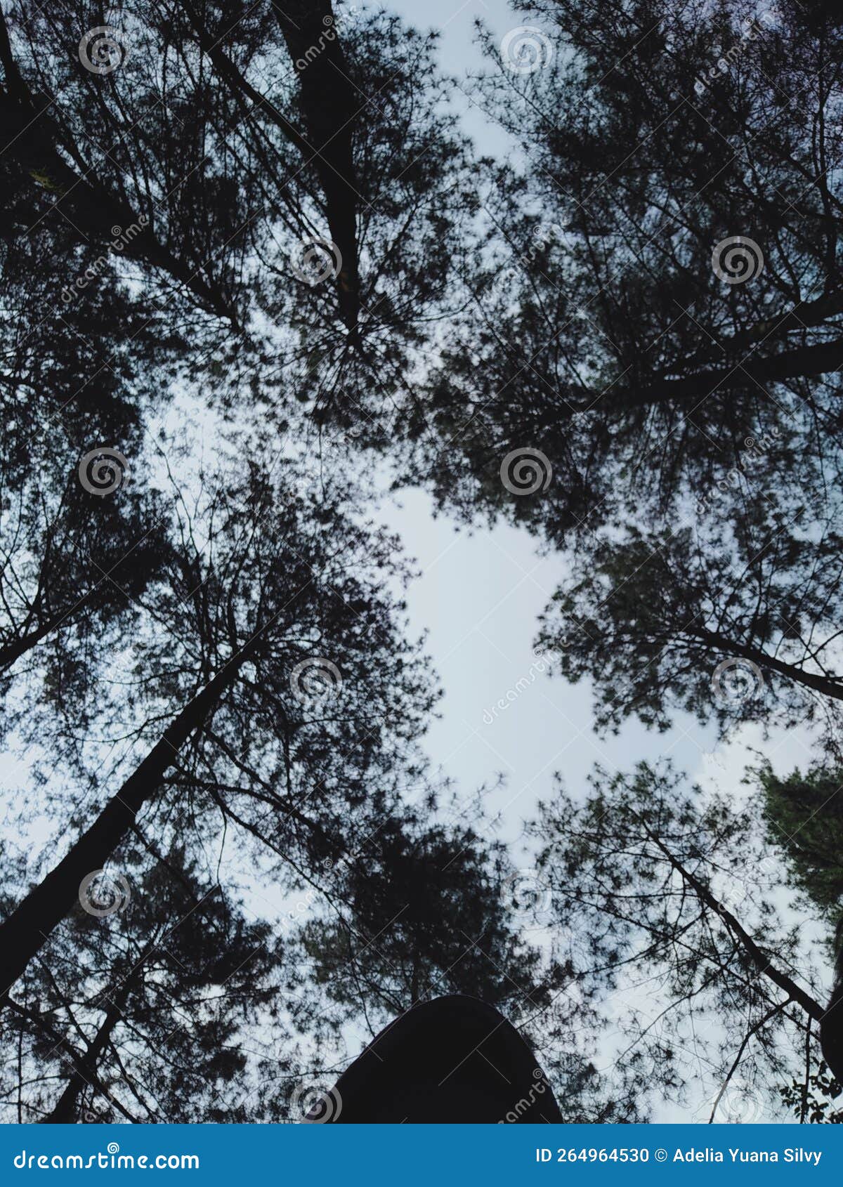 Taken from Under the Trees in the Forest Stock Photo - Image of autumn ...