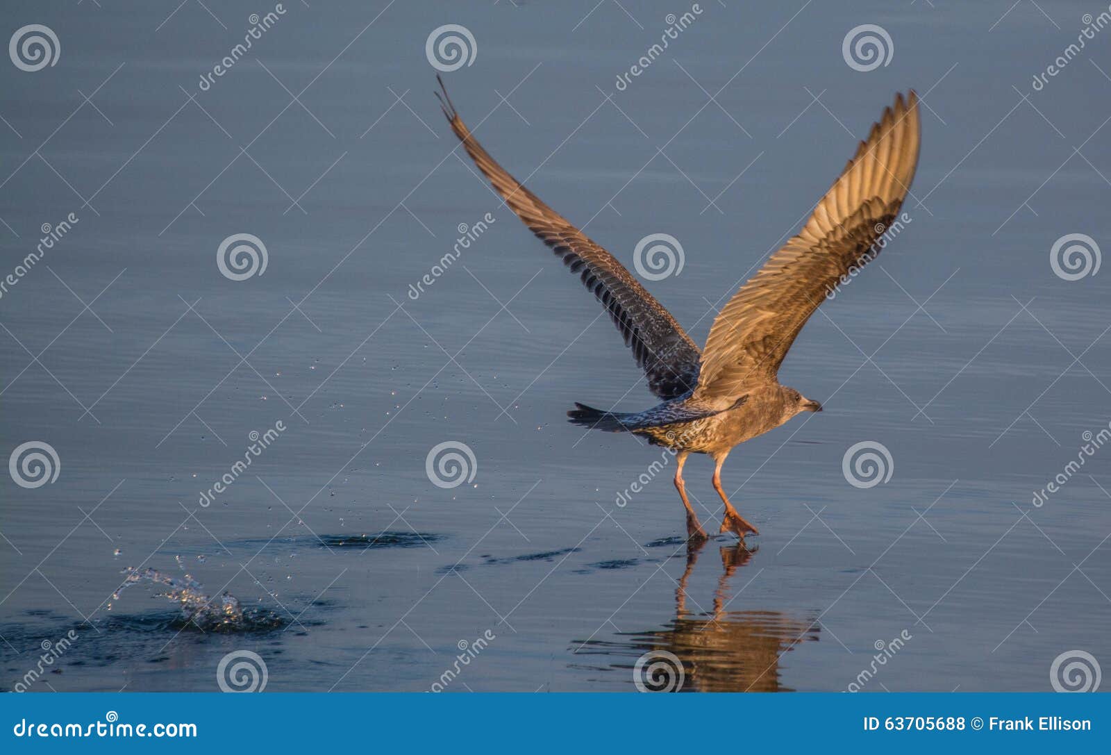 Takeoff stock photo. Image of blue, taking, seagull, lake - 63705688