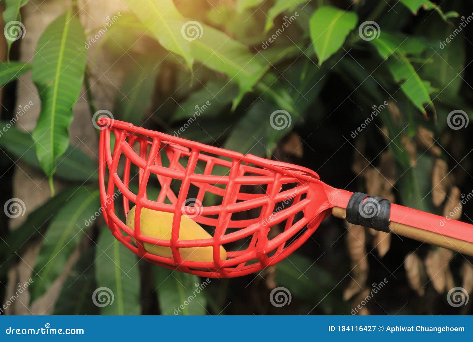 Taker Basket Taking Mango from Tree Stock Image - Image of summer ...
