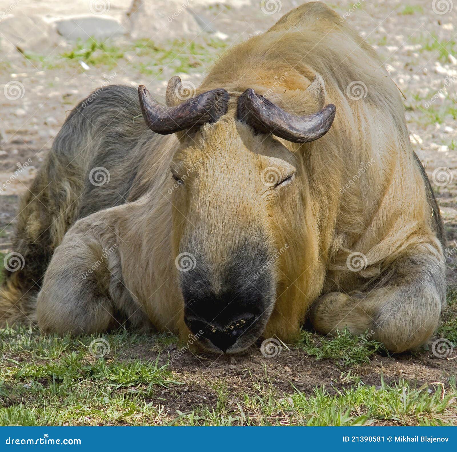 Takin 1 stock image. Image of brown, species, herbivore - 21390581