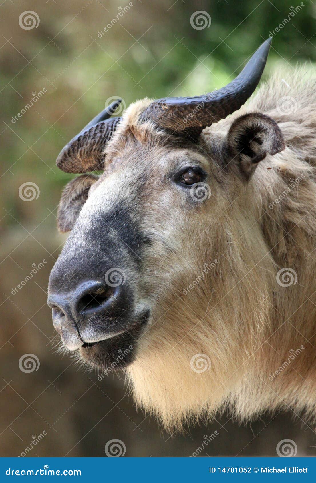 Takin stock photo. Image of smile, puzzled, horn, furry - 14701052