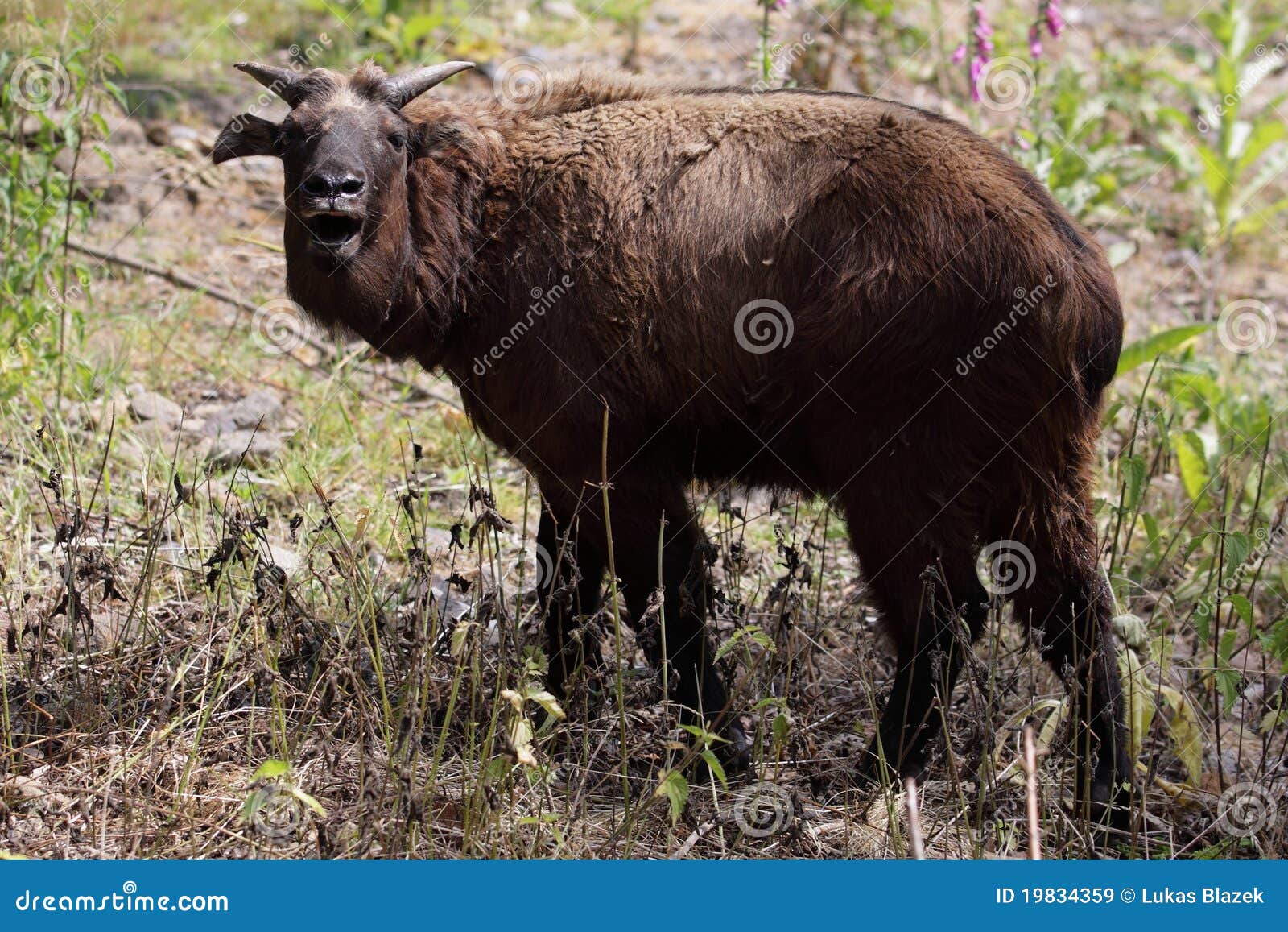 Takin stock image. Image of wild, wildlife, takin, meadow - 19834359