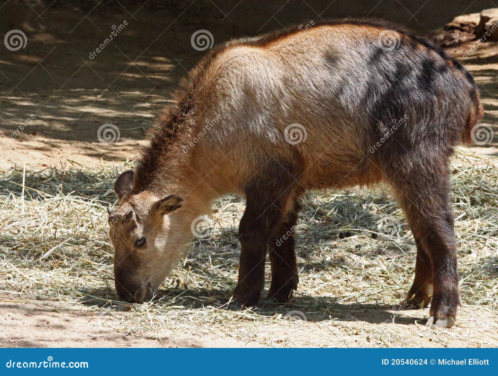 Takin stock photo. Image of furry, asia, tibetan, animal - 20540624