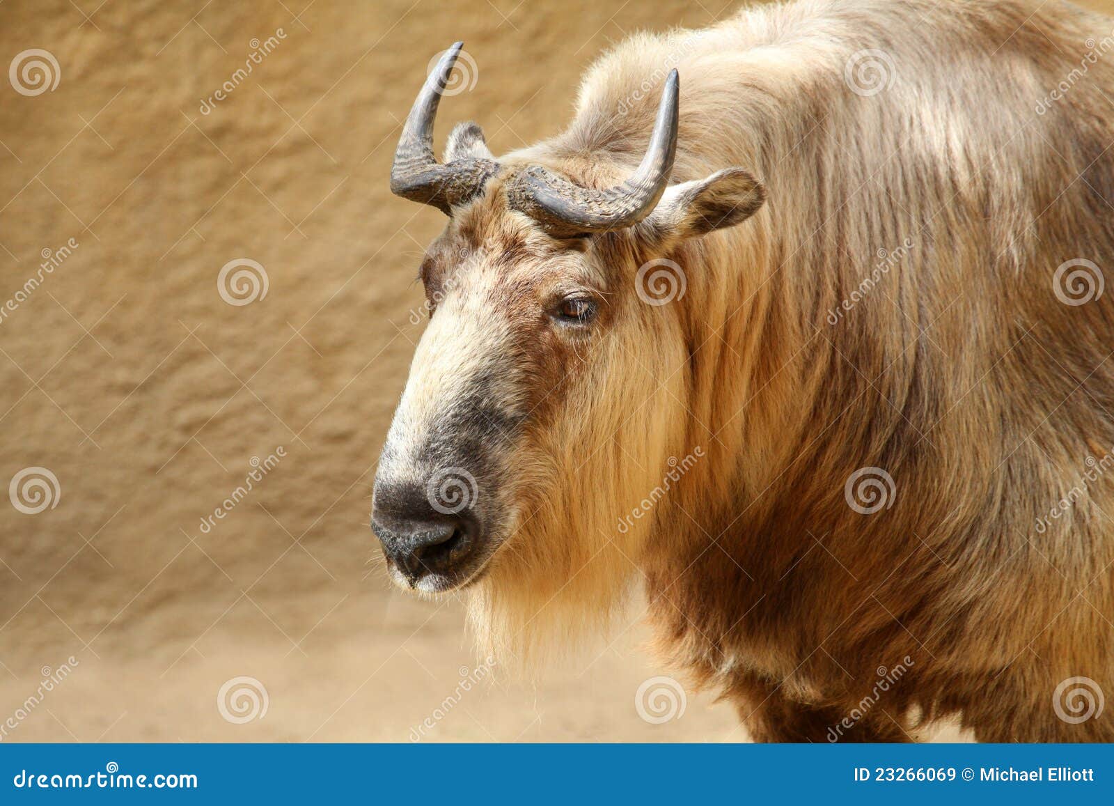 Takin stock image. Image of indian, male, mephoto, grazing - 23266069