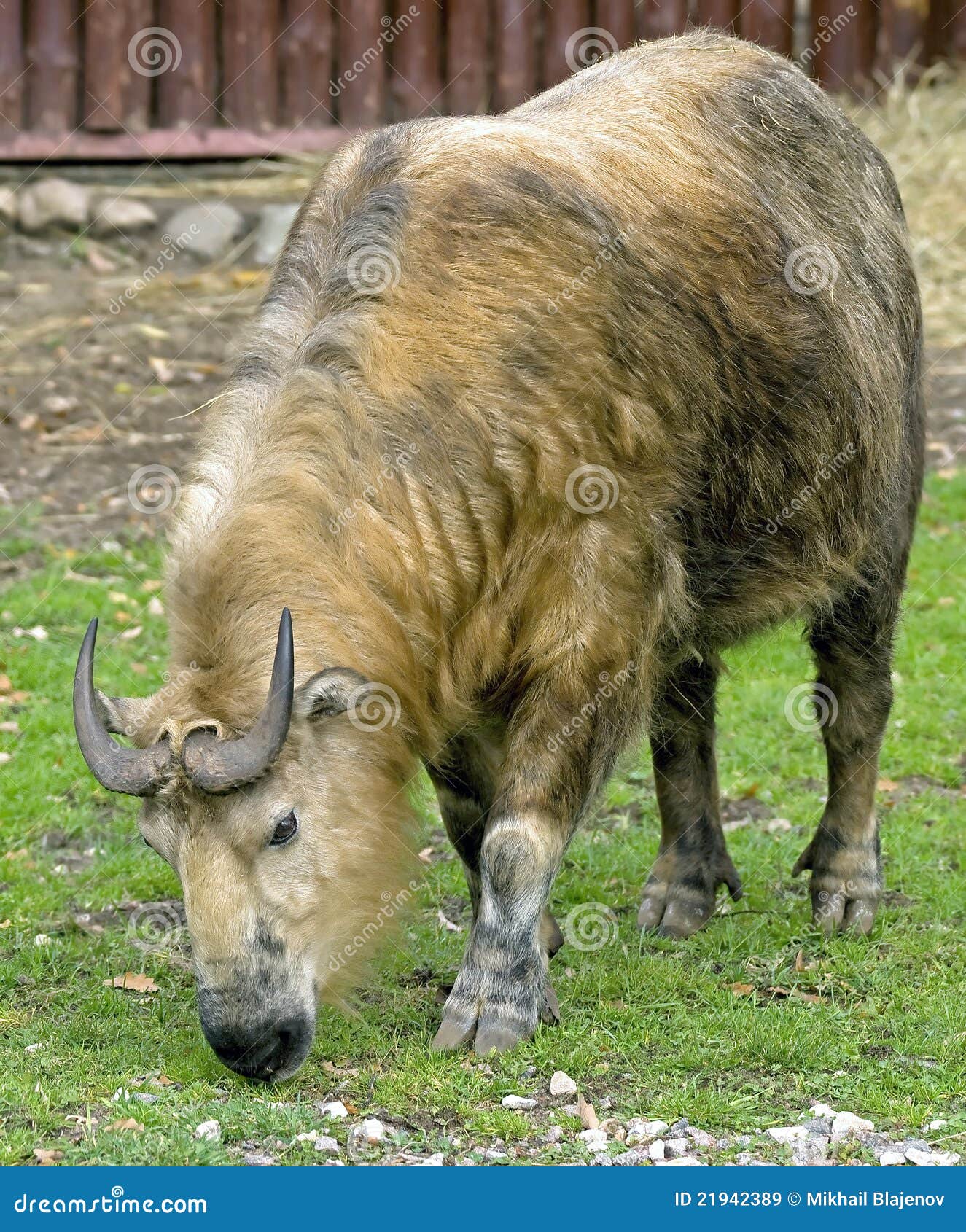 Takin 3 stock image. Image of china, bull, golden, ecology - 21942389