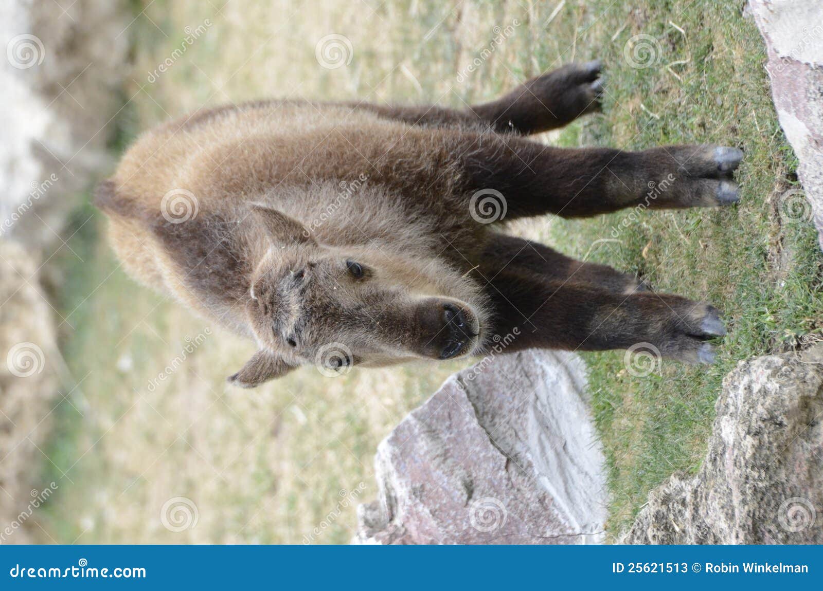 Takin calf2 stock image. Image of brown, looking, look - 25621513