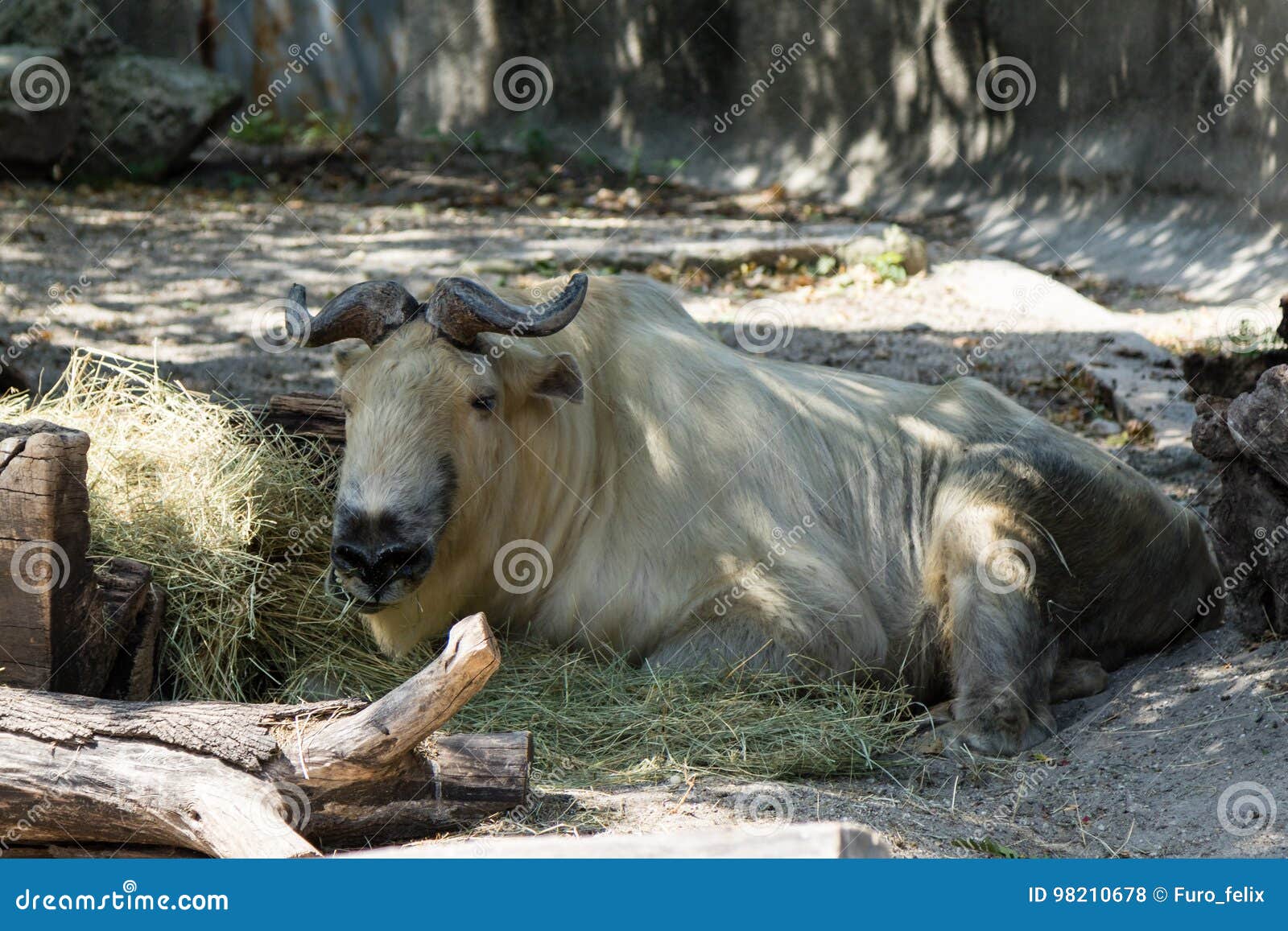 Chinese Takin Or Gold Inhabits The Mountainous Regions Of The Himalayas ...