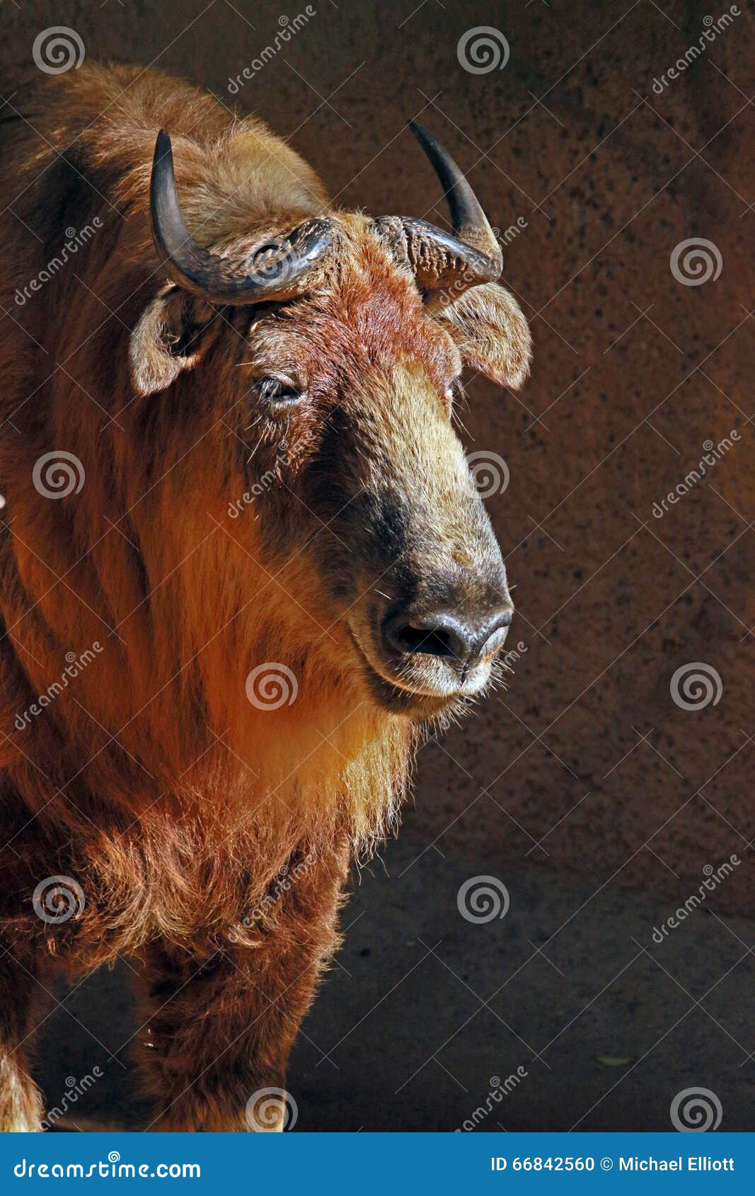 Takin stock photo. Image of hoof, alpine, grass, looking - 66842560