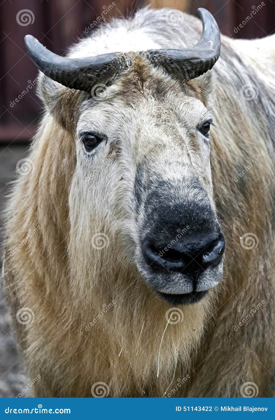 Takin 9 stock photo. Image of zoology, horn, population - 51143422