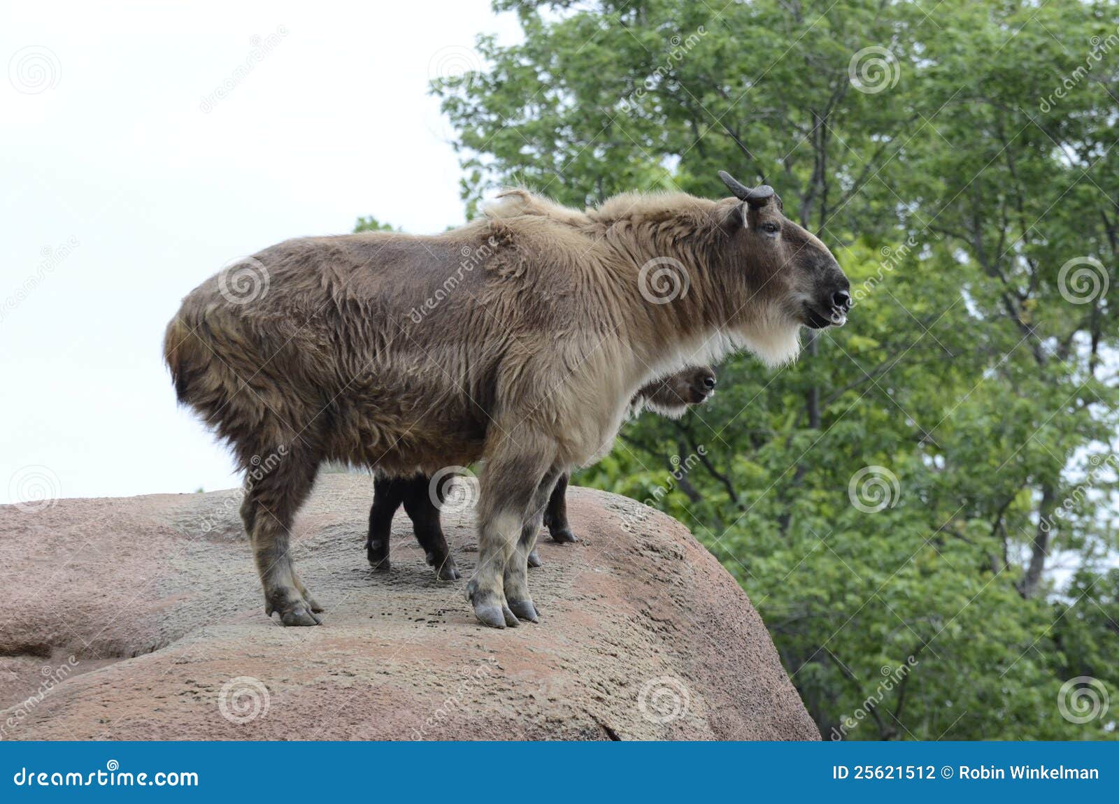 Chinese Takin Or Gold Inhabits The Mountainous Regions Of The Himalayas ...