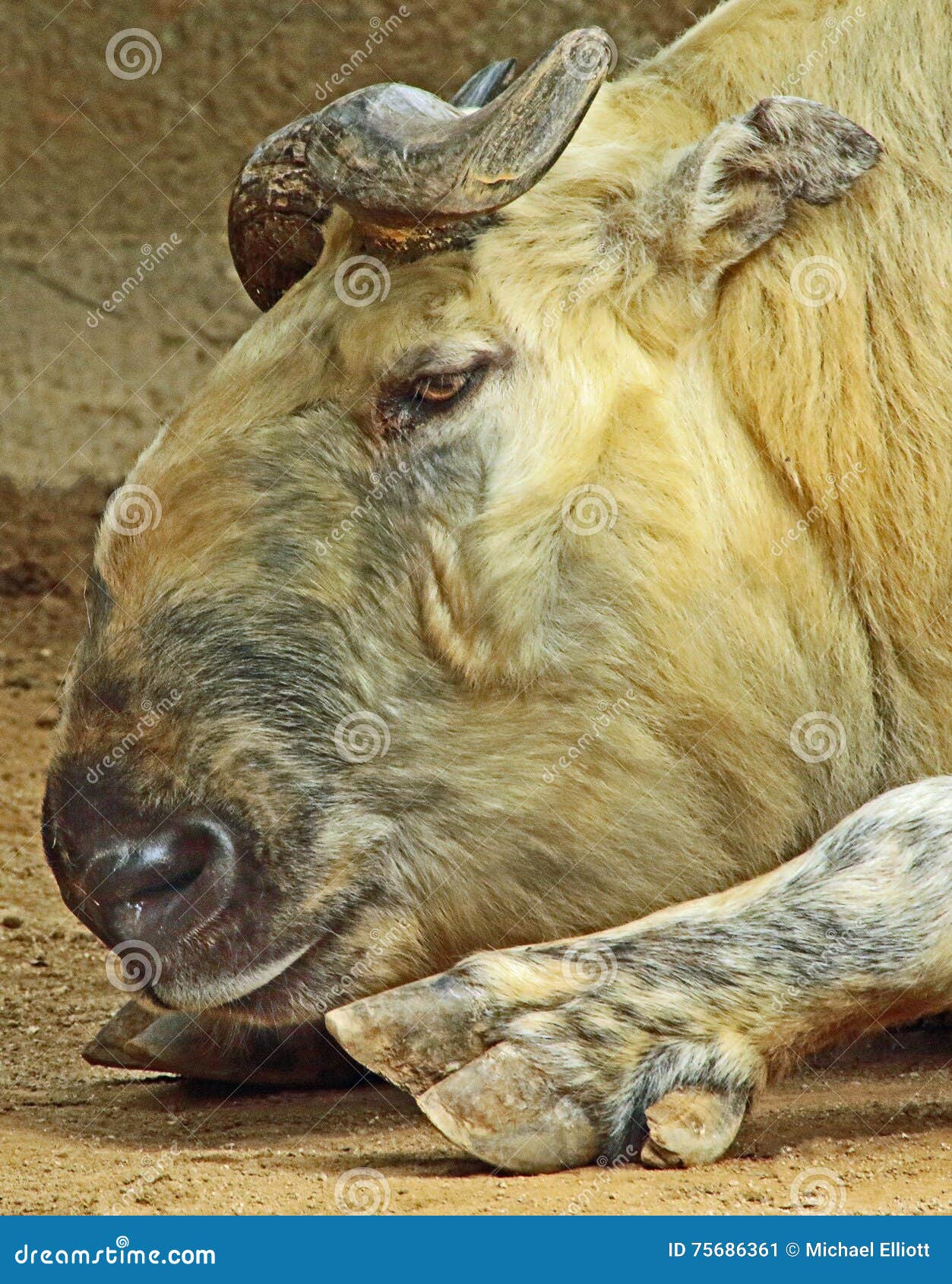 Takin stock image. Image of grassland, grass, asia, asian - 75686361