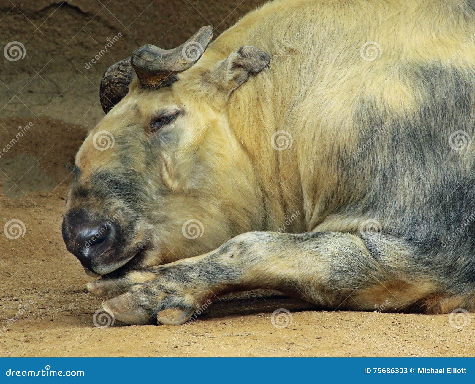 Takin stock image. Image of hair, antelope, hooves, grass - 75686303