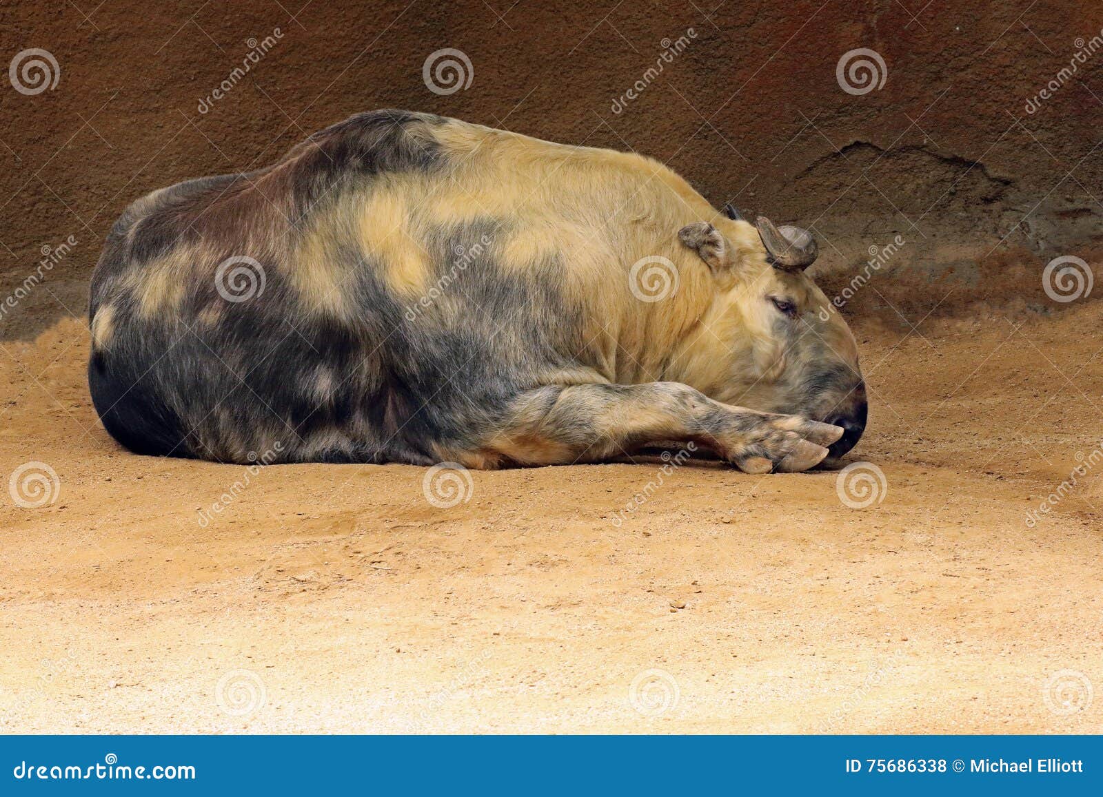 Takin stock photo. Image of grass, grassland, hoof, alpine - 75686338