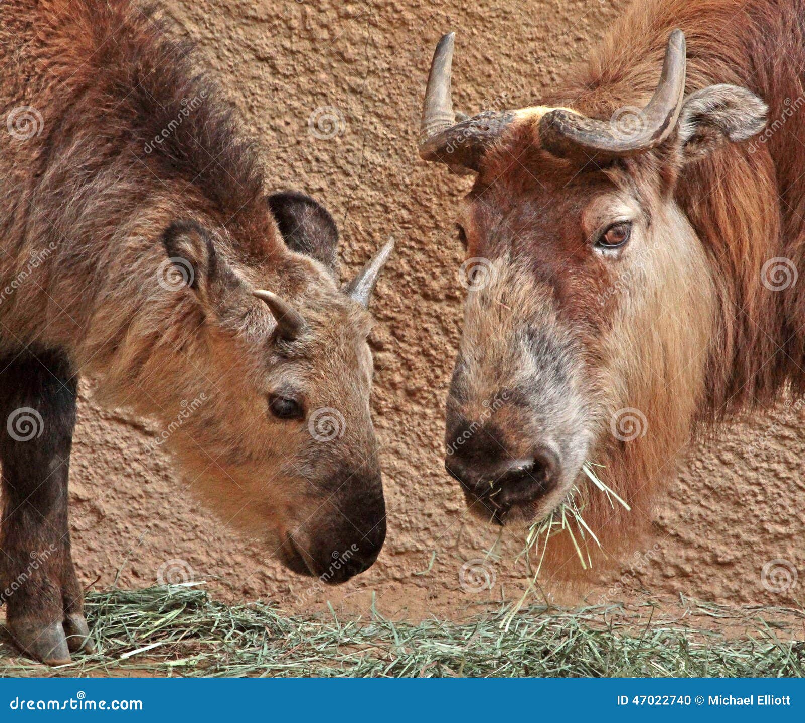 Takin stock photo. Image of hooves, feeding, bovine, buckskinman - 47022740