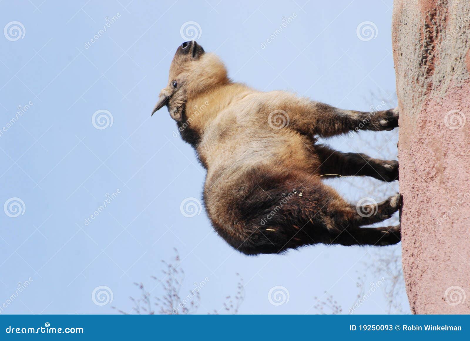 Chinese Takin Or Gold Inhabits The Mountainous Regions Of The Himalayas ...