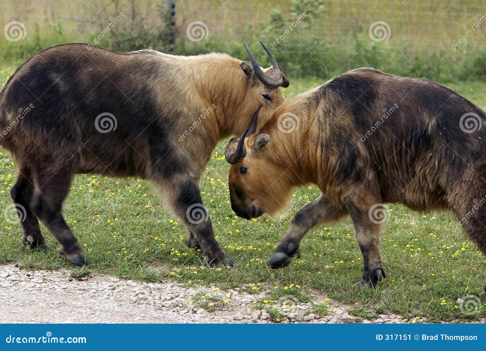 Takin Sparring stock image. Image of hooves, china, musk - 317151