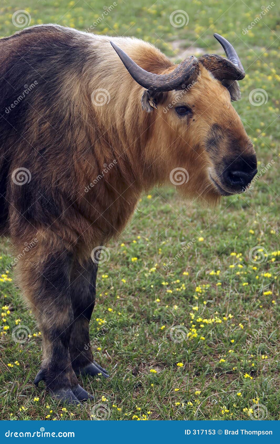 Takin (taxicolor Del Budorcas) Imagen de archivo - Imagen de hierba ...