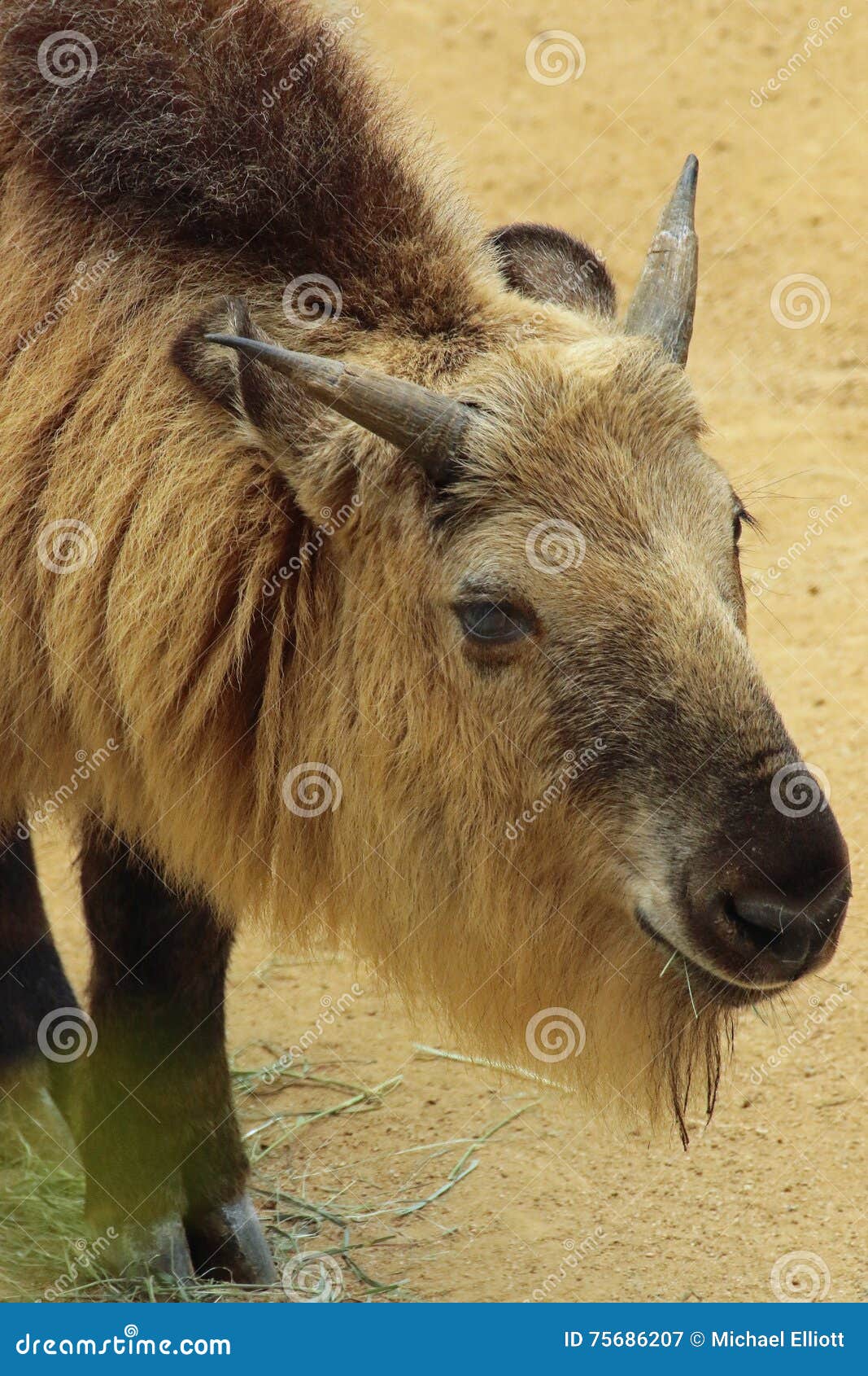 Takin stock image. Image of goats, bovine, fury, asia - 75686207