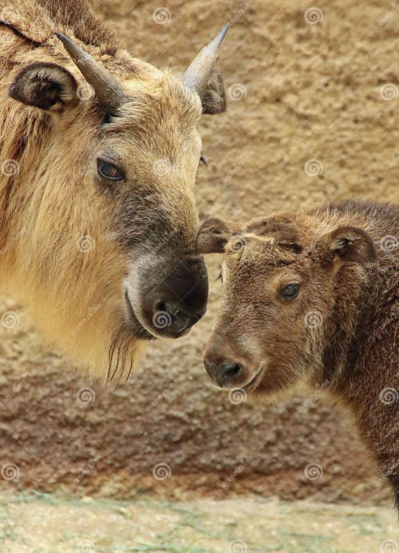 Takin stock photo. Image of brown, male, bovine, look - 75686246