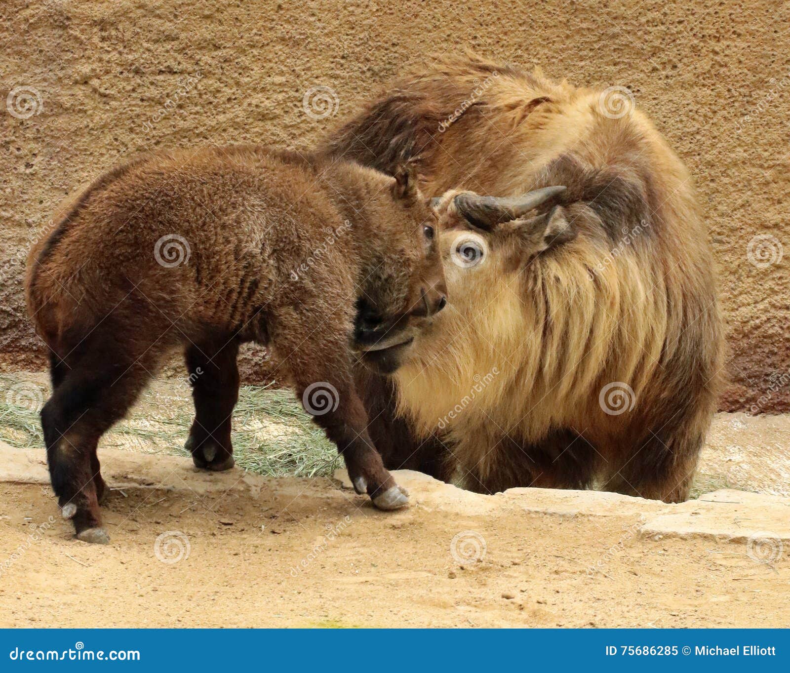 Takin stock image. Image of bovine, hoof, antelopes, cold - 75686285