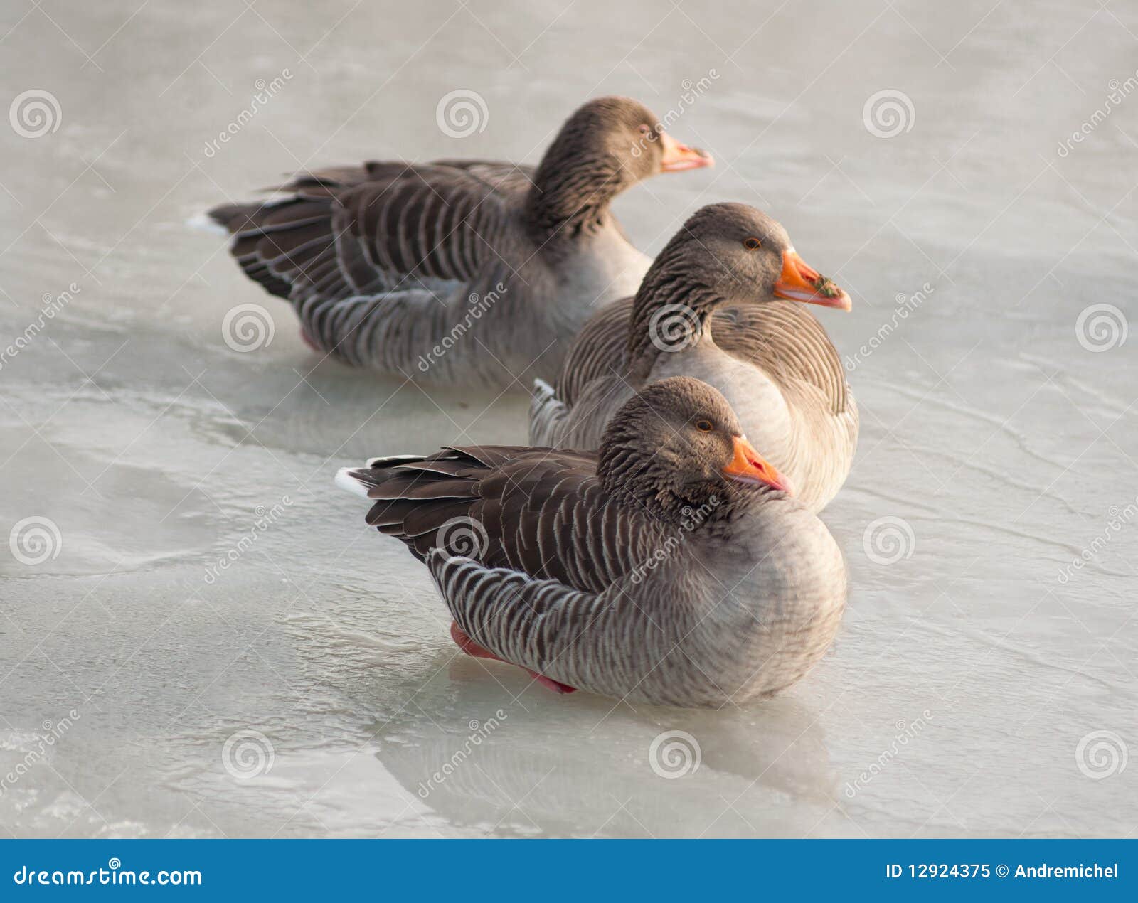 Taking a break stock image. Image of three, animal, frozen - 12924375