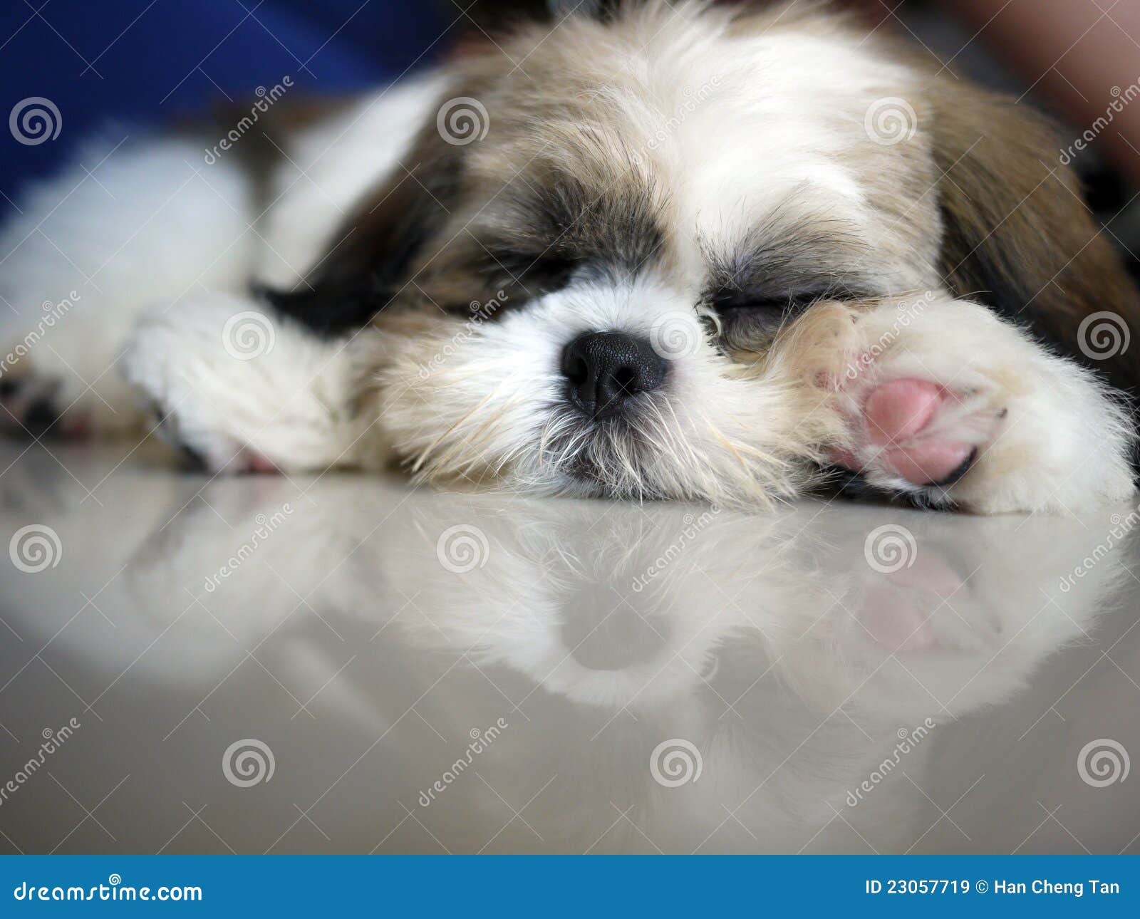 Taking a Break stock image. Image of tired, lazy, cute - 23057719