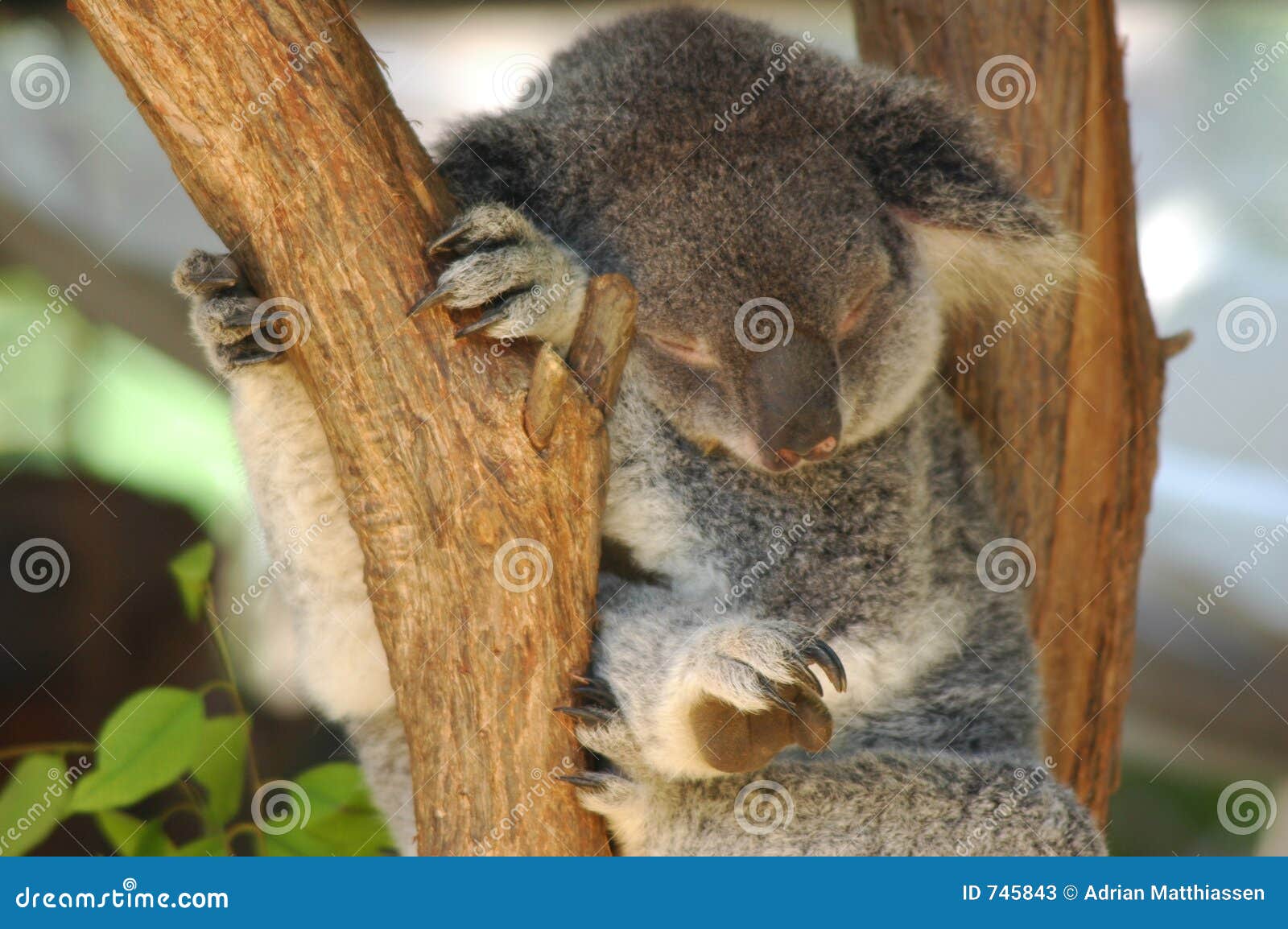 Taking a Break stock image. Image of marsupial, australia - 745843