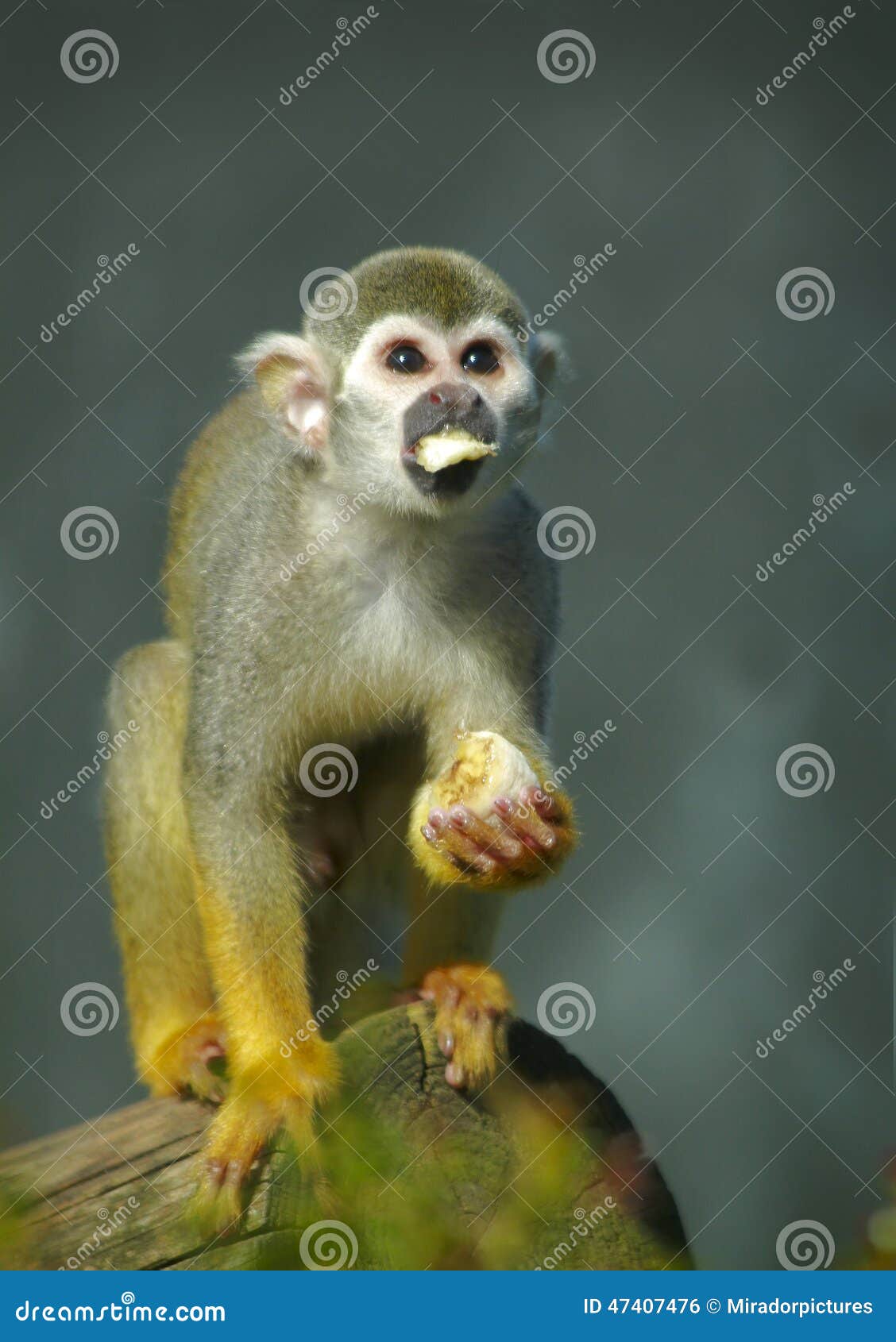 Taking a break stock photo. Image of banana, time, mammal - 47407476