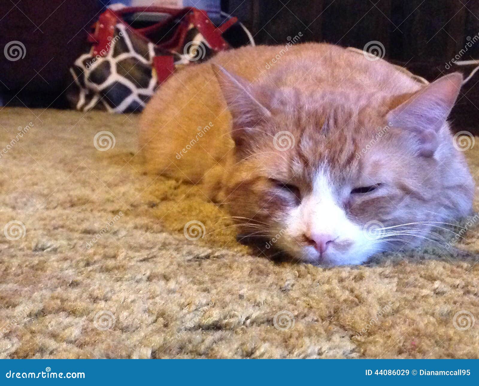 Taking a cat nap stock image. Image of whiskers, texture - 44086029